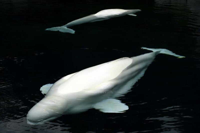 Aquarium & StanleyPark+20 Gem Spots+City/Vip Car+Small Group - Key Points