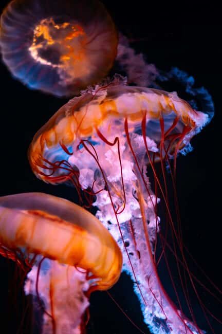 Aquarium & StanleyPark+20 Gem Spots+City/Vip Car+Small Group - An Insider’s Look at the Tour Experience