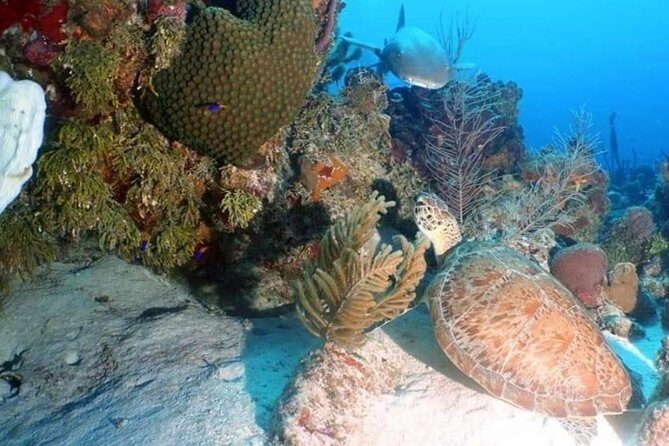 Aquatic Wonderland: Discover Meso's Magic" - Authentic Reviews: What Real Travelers Say