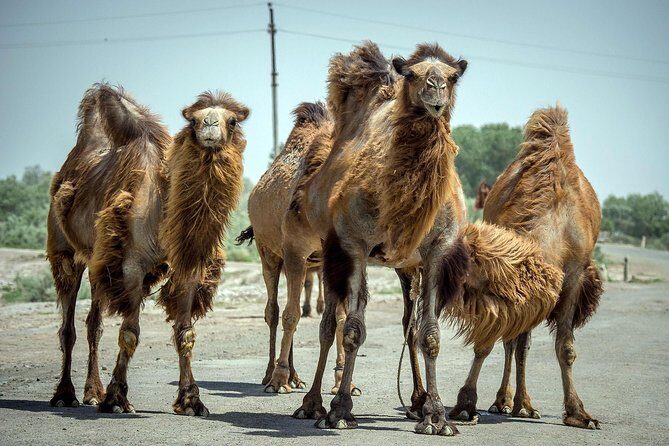 Aral Sea - Lost Paradise - Who Is This Tour Best Suited For?
