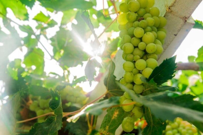Aranda de Duero: Tour of Underground Cellar and Wine Museum - Exploring the Underground Wine Cellar and Museum in Aranda de Duero