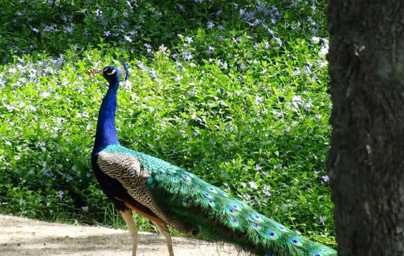 Aranjuez: Garden of The Prince Entry Ticket and Guided Tour - Key Points