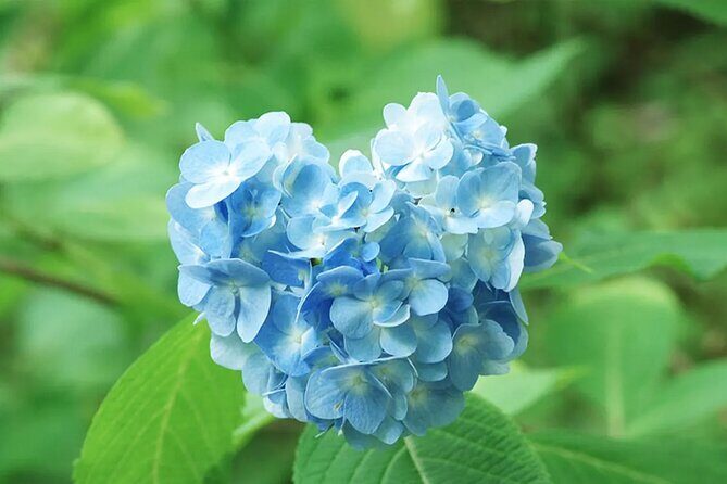 Arashiyama Autumn Leaves & Sanzen-in Temple Tour from Osaka/kyoto - FAQ