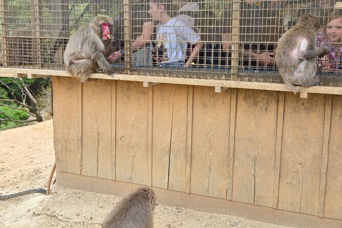 Arashiyama Half Day Tour - Who Should Consider This Tour?