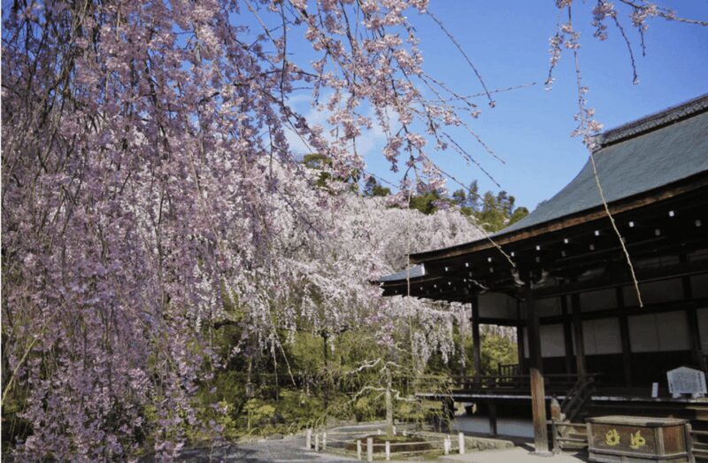 Arashiyama/Tenryu-ji Temple Guided Tour - Who Will Love This Tour?