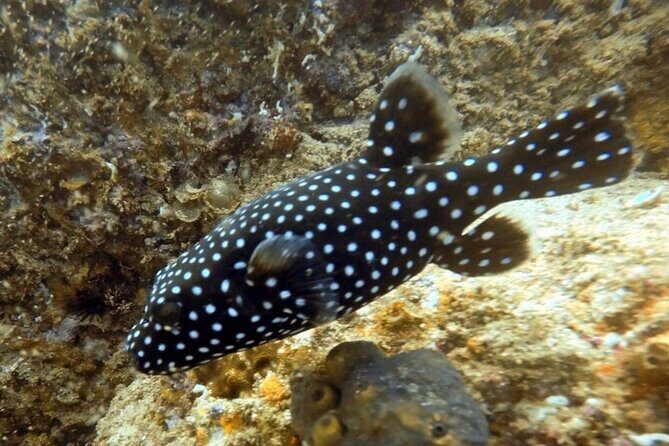 Arch Boat Tour and Snorkeling at Pelican Rock - Key Points