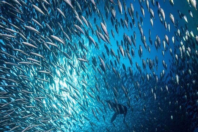 Arch Boat Tour and Snorkeling at Pelican Rock - Detailed Breakdown of the Experience