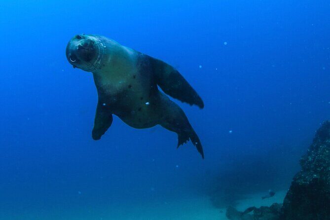 Arch Boat Tour and Snorkeling at Pelican Rock - FAQs