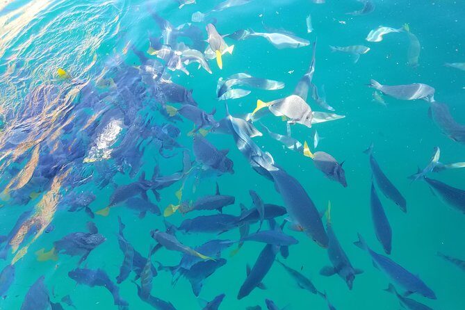 Arch Tour with Amazing Captain in Cabo San Lucas - Why This Tour Is a Good Pick