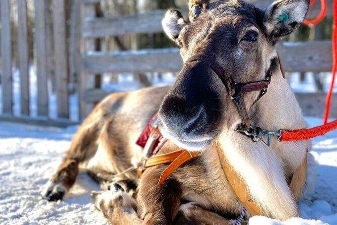Arctic Animals Adventure with Lunch Buffet - The Itinerary in Detail