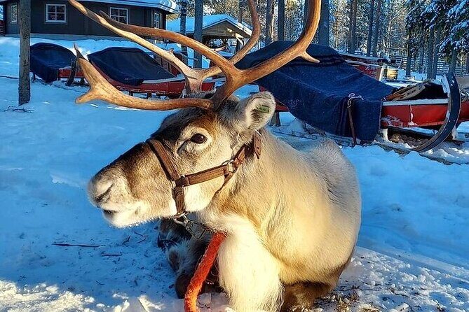 Arctic Animals Adventure with Lunch Buffet - Considerations and Tips