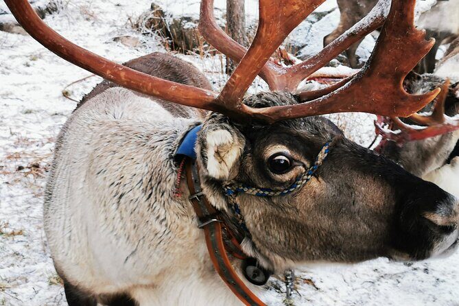Arctic Animals Adventure with Lunch Buffet - The Bottom Line: Who Should Book This?