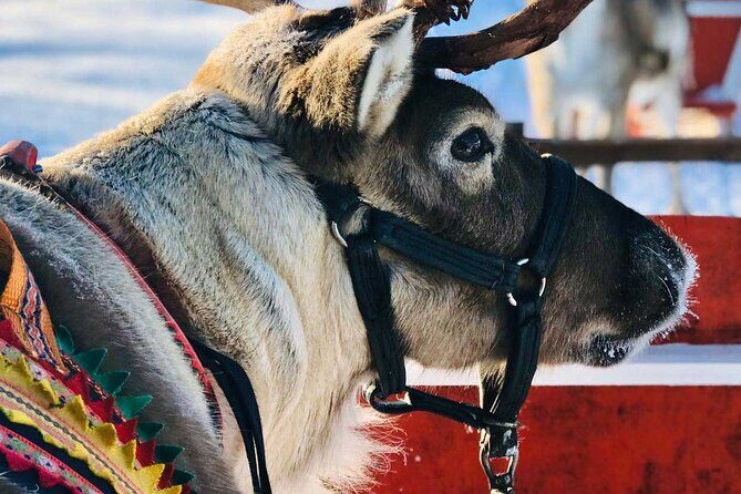 Arctic Animals Adventure with Lunch Buffet - Frequently Asked Questions