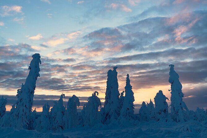 Arctic Circle Day Tour Adventure - Who Should Consider This Tour?