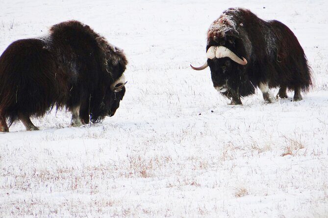 Arctic Day: Yukon Wildlife Half Day Viewing Tour - Exploring the Itinerary: What to Expect on the Tour