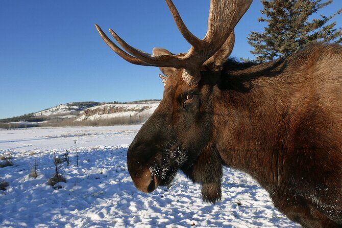 Arctic Day: Yukon Wildlife Half Day Viewing Tour - Who Would Love This Tour?