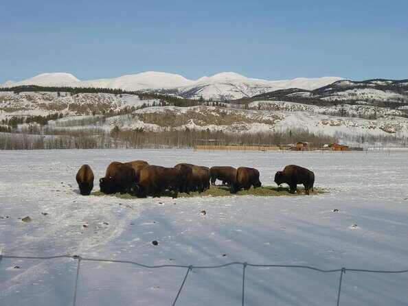 Arctic Day: Yukon Wildlife & Hot Springs Tour | half day - Yukon Wildlife & Hot Springs Tour: A Practical Look at a Unique Canadian Experience
