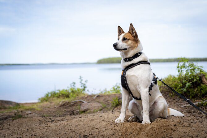 Arctic Hiking with Lappish Dogs - Key Points
