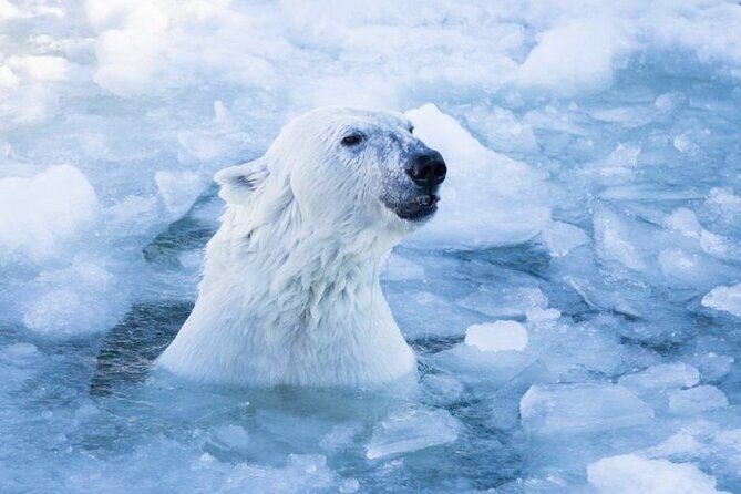 Arctic Polar Bear Adventure Afternoon Trip - Introduction: Who Should Consider the Arctic Polar Bear Adventure?