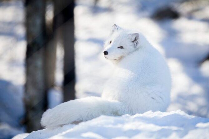Arctic Polar Bear Adventure Afternoon Trip - FAQ