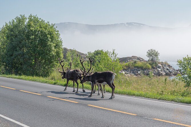 Arctic Roadtrip: fjords with scenic picnic | Private - FAQs