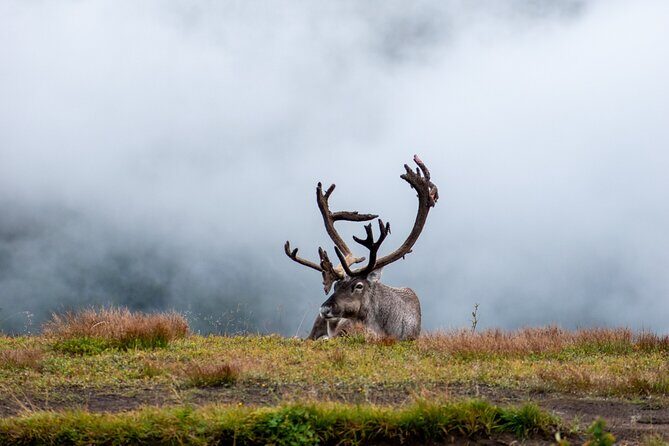 Arctic Wildlife and Fjord Sightseeing - Key Points