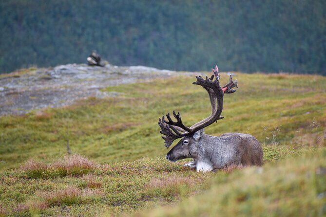 Arctic Wildlife and Fjord Sightseeing - Who’s This Tour For?
