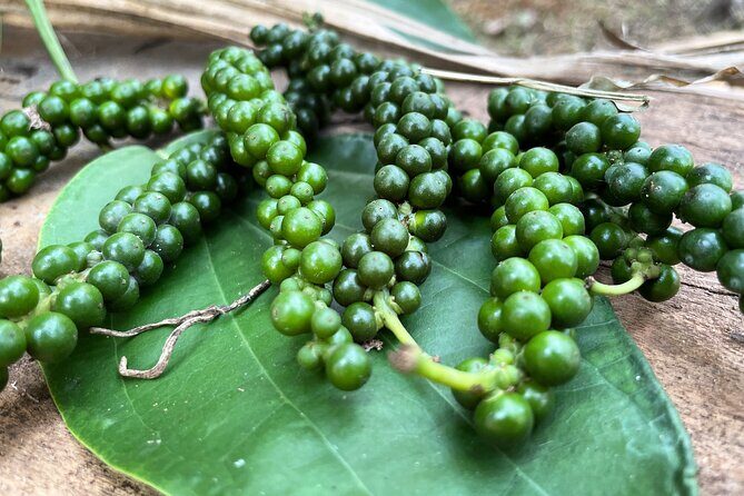 Areca Plantation Walk & Heritage Home visit at Areca County - Key Points