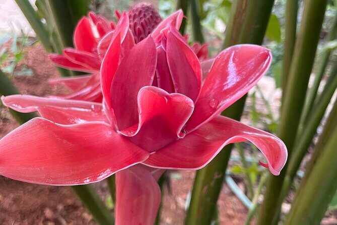 Areca Plantation Walk & Heritage Home visit at Areca County - The Sum Up