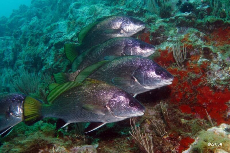 Argelès-sur-Mer : first dive in the Marine Natural Park - Practical Details and Tips