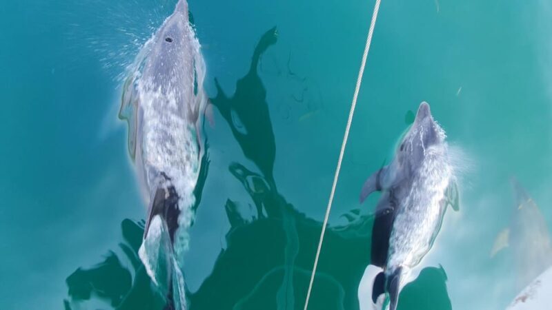 Argostoli: Full-Day Boat Trip with Lunch & Unlimited Drinks - Price and Value: Is It Worth It?