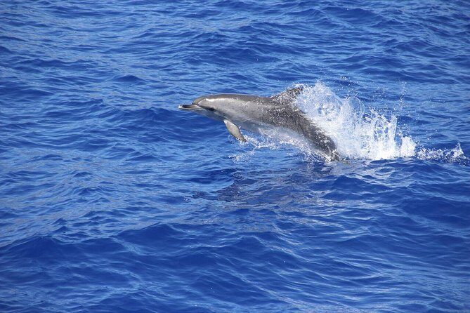 Arieiro Peak and Cristo Rei 4x4 Experience + Dolphins Watching - An Introduction to the Tour Experience