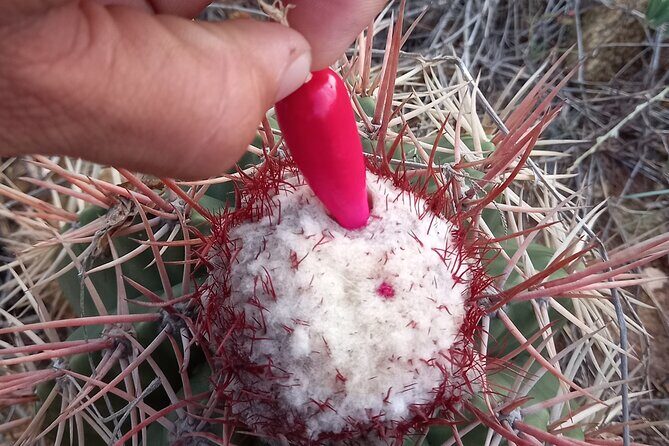 Arikok Sunrise Hiking Tour to Natural Pool + Transportation - Logistics and Practicalities