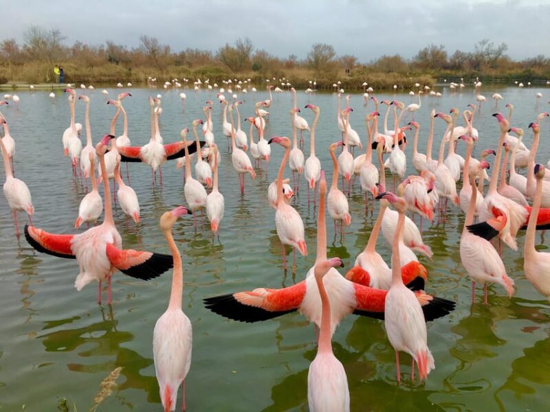 Arles & Camargue Natural Park (including Aigues Mortes) - Key Points