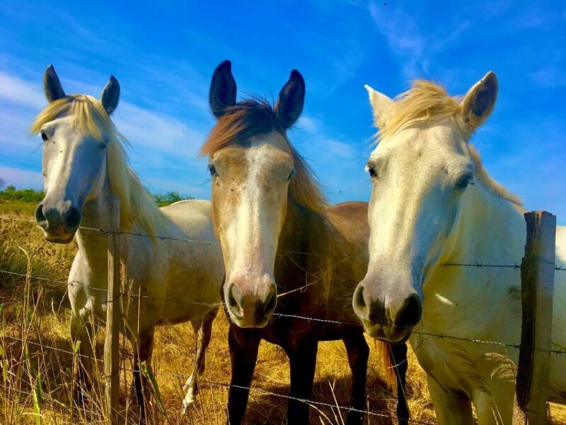 Arles & Camargue Natural Park (including Aigues Mortes) - The Wild Beauty of Camargue Regional Natural Park