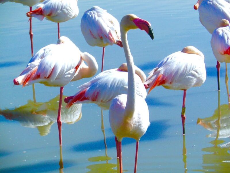 Arles & Camargue Natural Park (including Aigues Mortes) - Exploring Aigues Mortes: Medieval Fortified Charm