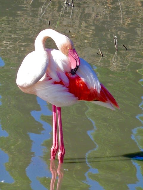 Arles & Camargue Natural Park (including Aigues Mortes) - Journey Back via a Scenic Route