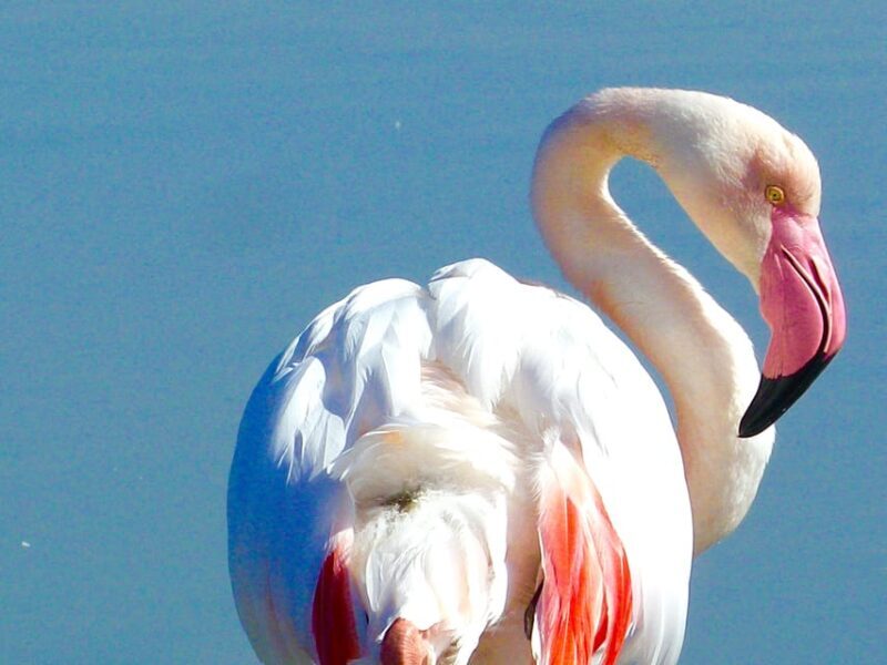 Arles & Camargue Natural Park (including Aigues Mortes) - Why Choose This Tour? Analyzing the Value