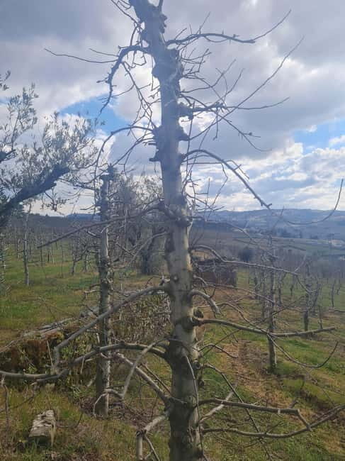 Armamar: Apple Orchard Tour with Lunch and Tastings - Discover Portugal’s Orchard Heritage with the Armamar Apple Tour