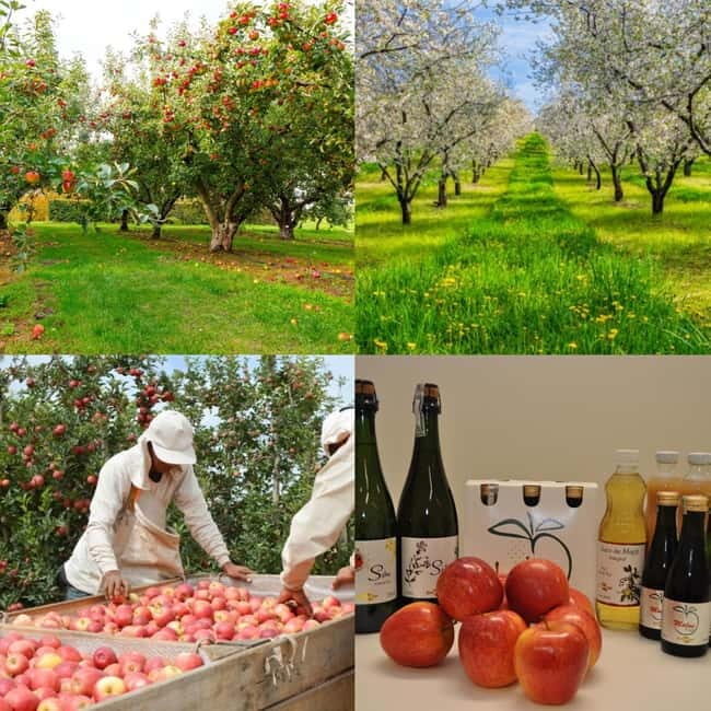 Armamar: Apple Orchard Tour with Lunch and Tastings - How Does the Tour Deliver Value?