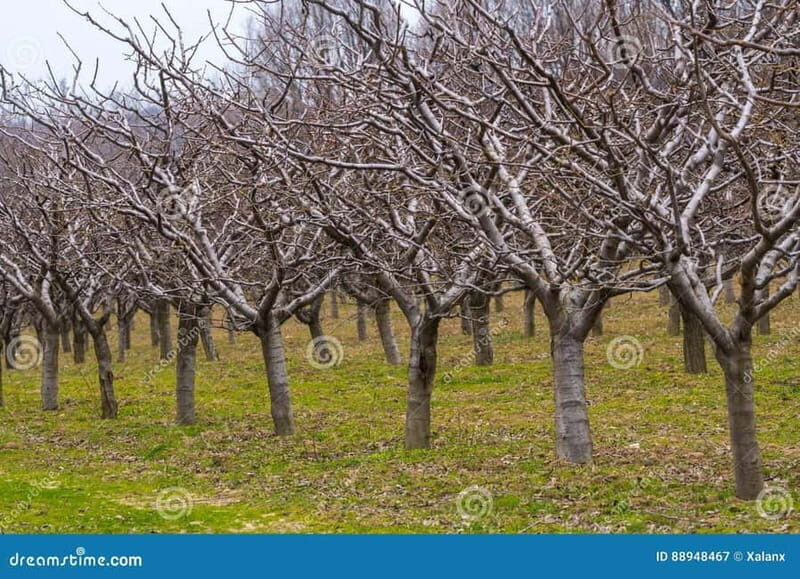 Armamar: Apple Orchard Tour with Lunch and Tastings - FAQ