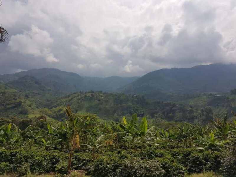 Armenia, Quindío: Traditional coffee farm tour with roasting and transportation - Exploring the Coffee Farm