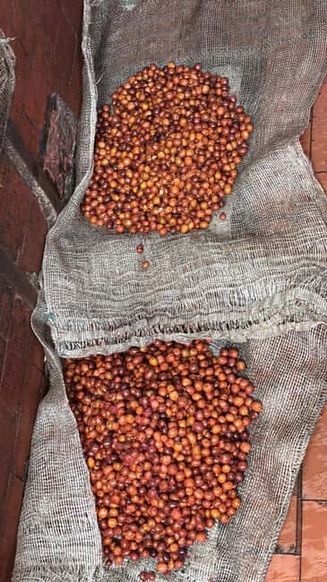 Armenia, Quindío: Traditional coffee farm tour with roasting and transportation - FAQ