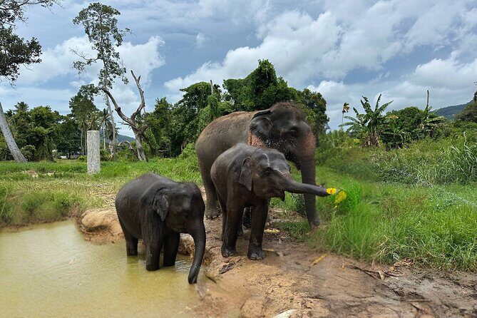 Army Jeep Jungle Safari and Elephant Freedom Rescue Centre Tour - An In-Depth Look at the Experience