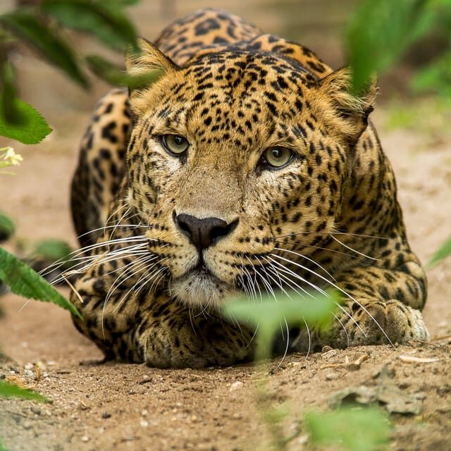Arnhem: Burgers' Zoo Entry Ticket - FAQs
