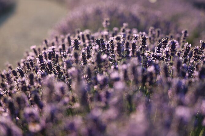 Aroma sampling of 5 Bulgarian Lavender varieties at DiVes Winery - The Reality: What Visitors Are Saying