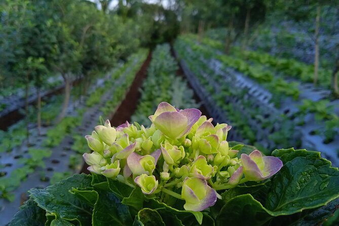 Around Bromo Farming Experience - The Practical Aspects: Transportation, Timing, and Group Size