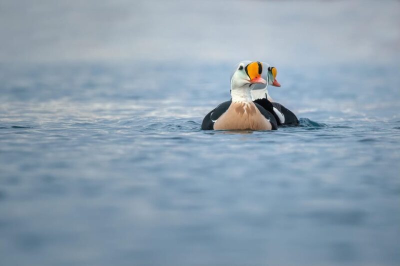 Around Hornøya - Birdwatching & Whalewatching Boat Excursion - Key Points