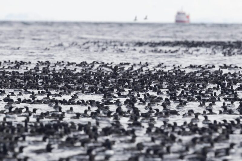 Around Hornøya - Birdwatching & Whalewatching Boat Excursion - Introduction: An Arctic Wildlife Snapshot