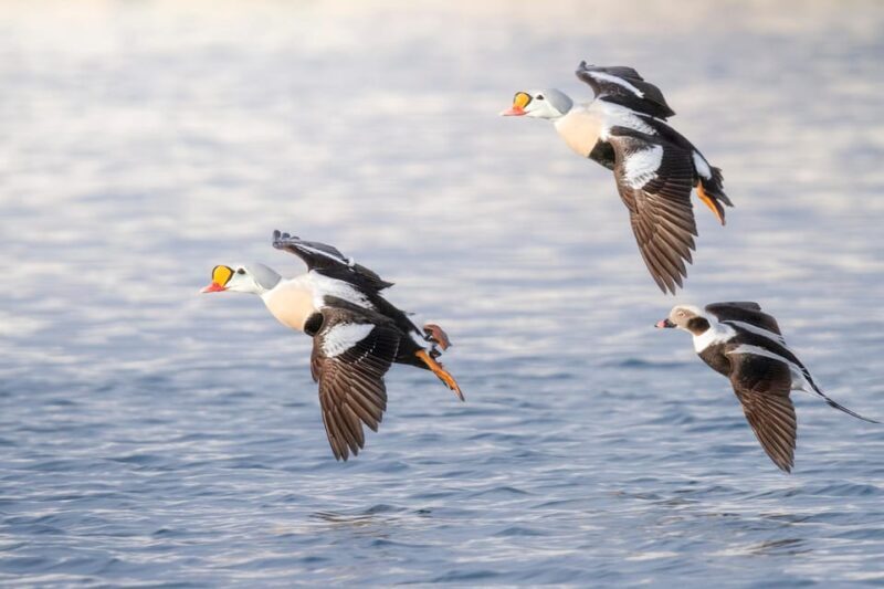 Around Hornøya - Birdwatching & Whalewatching Boat Excursion - Who Will Love This Tour?